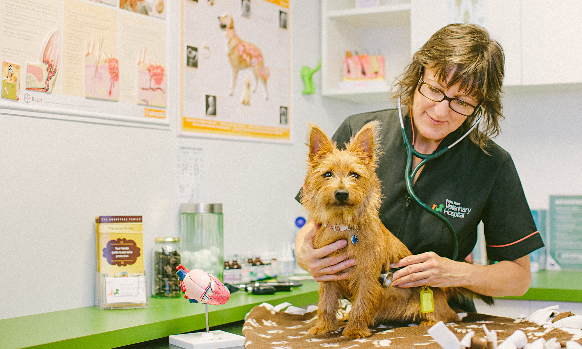 Cardiology - Potts Point Veterinary Hospital