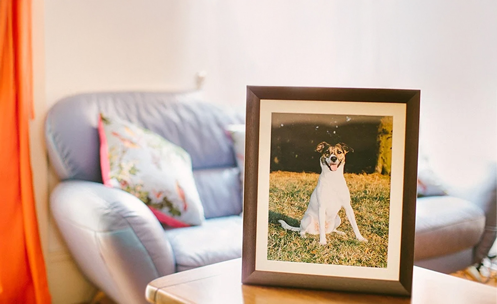 End-of-Life Care - Potts Point Veterinary Hospital