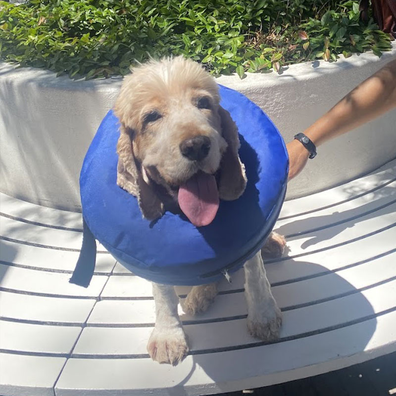 Potts Point Veterinary Hospital - Exceptional Pet Care in Sydney