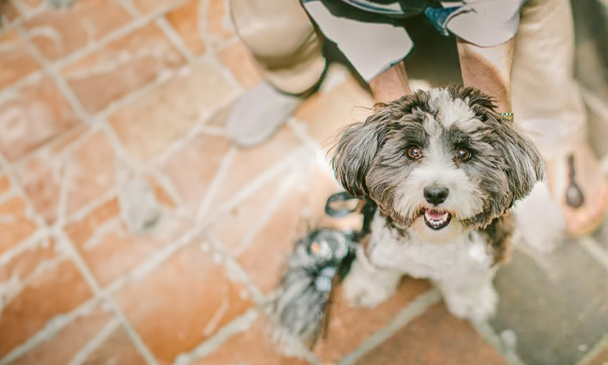 Dental Care - Potts Point Veterinary Hospital