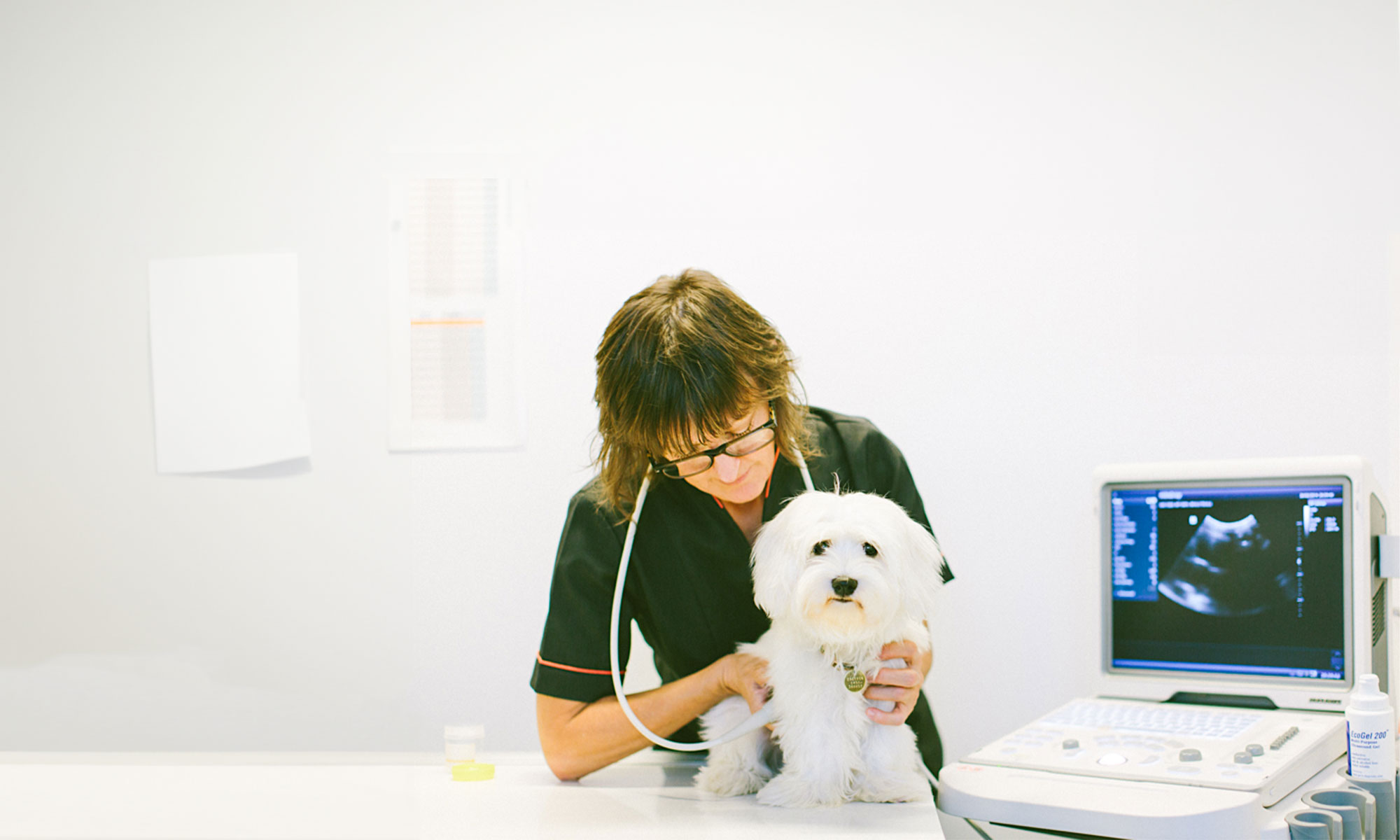 Radiography & Ultrasonography - Potts Point Veterinary Hospital