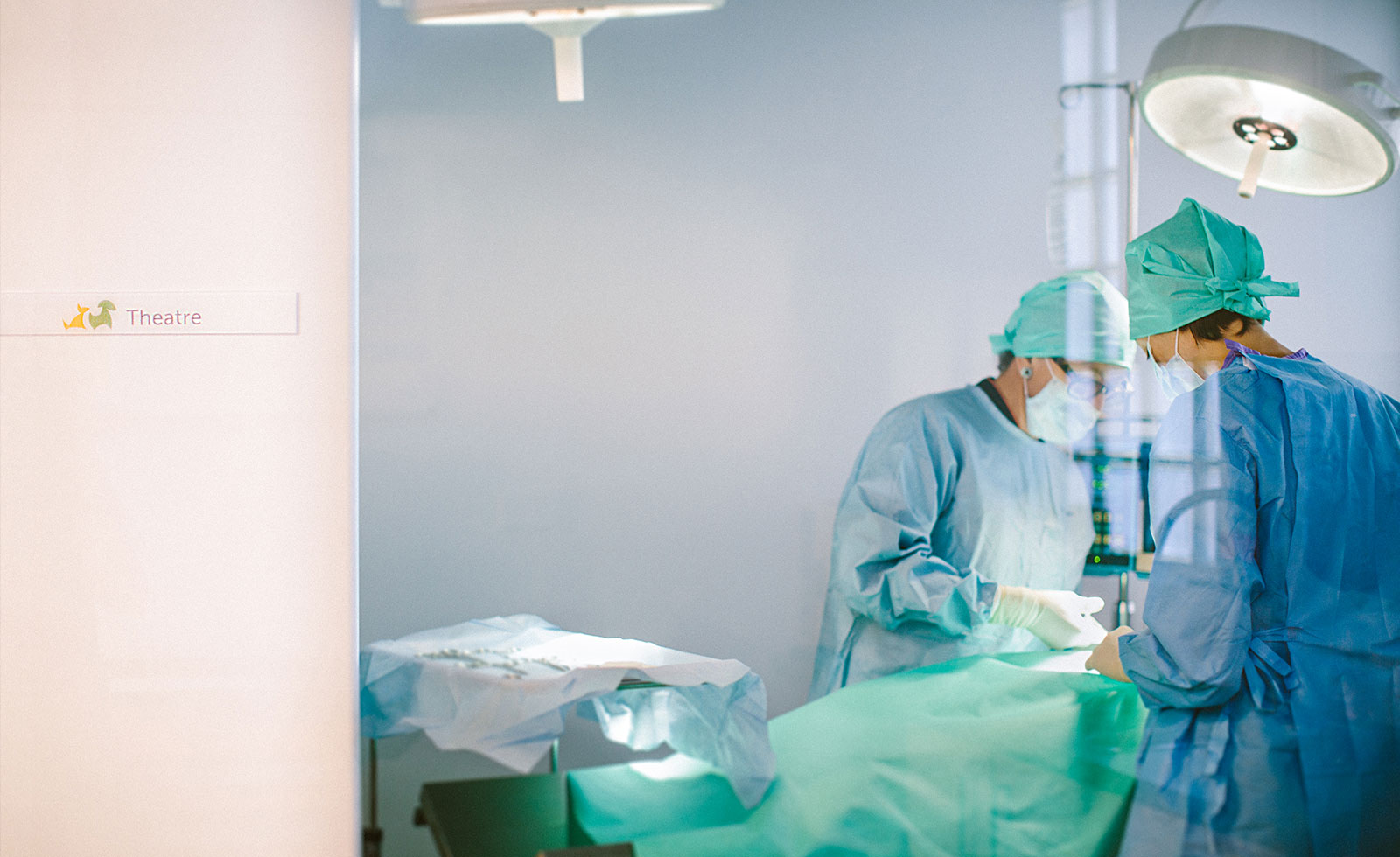 Vet Surgery - Potts Point Veterinary Hospital